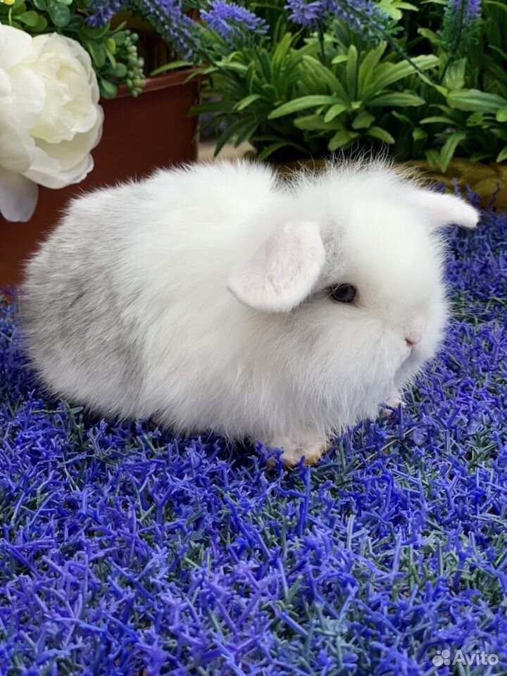 Милые пушистики кролики