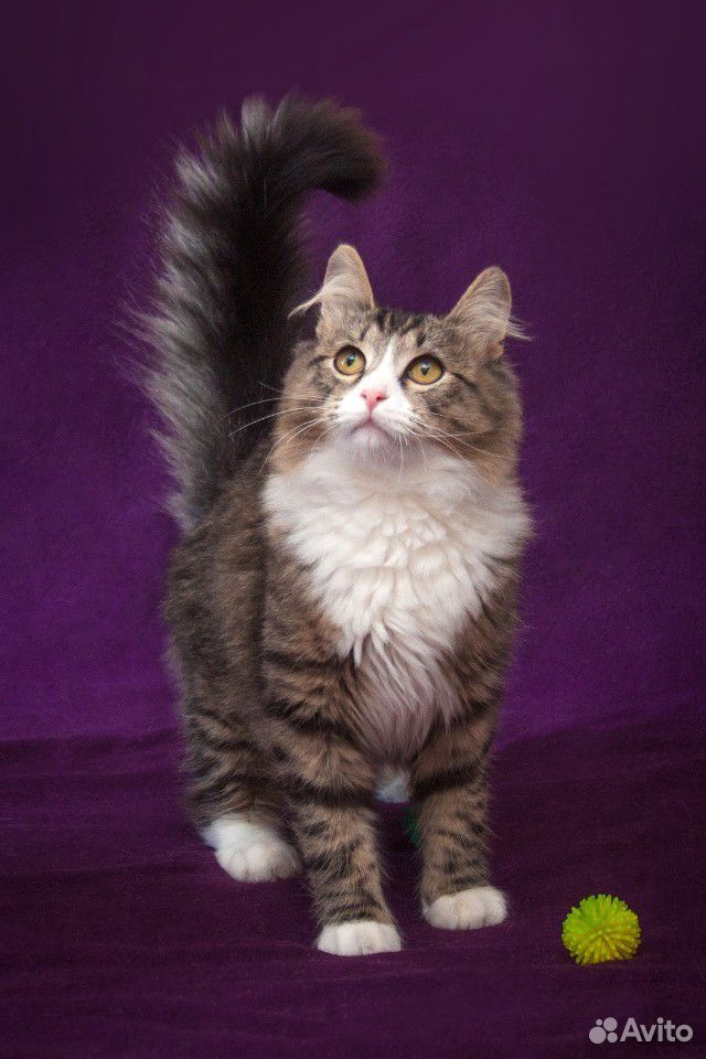 Трехцветный котёнок Боря