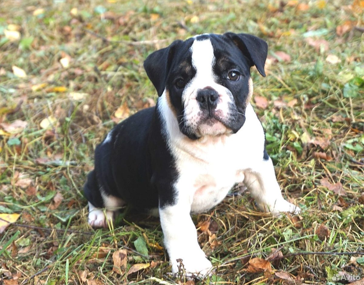 Марсик - голубогенный Бульдог