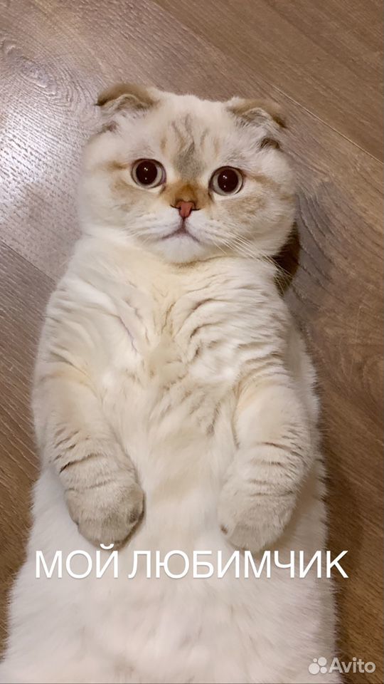 Вязка.Кот Цезарь