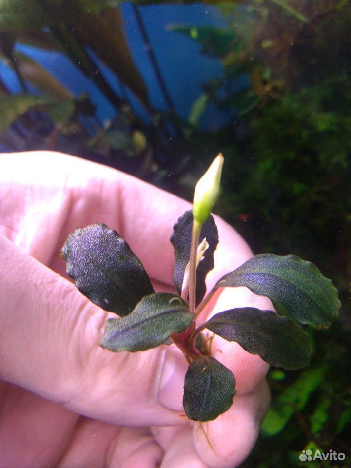 Продам набор буцефаландр