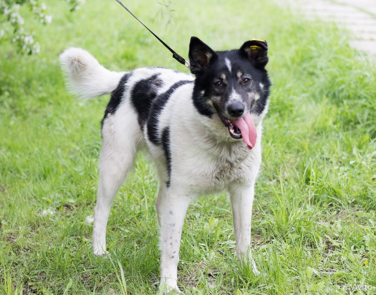 Милка ищет дом