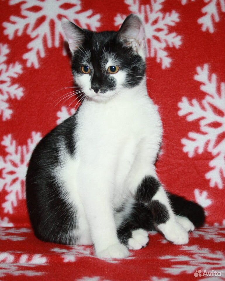 Малыш Билли в добрые руки