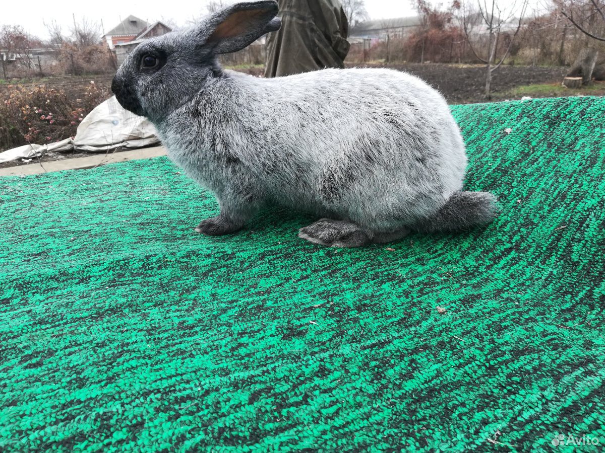 Полтавское серебро