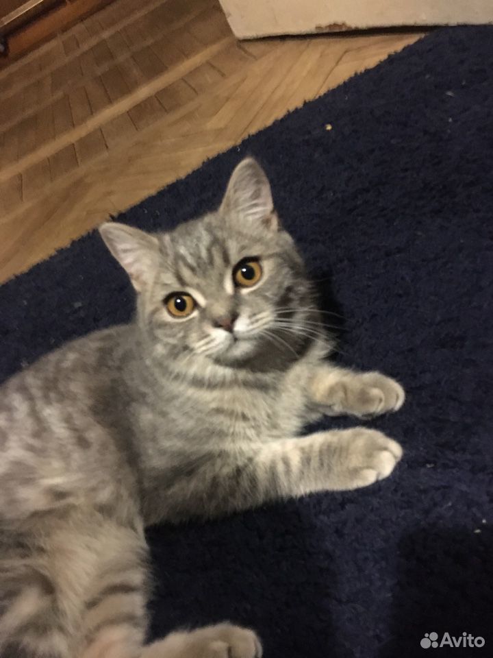 Шотландский котик чистопородный