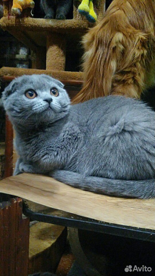 Девочка Капелька 5 мес