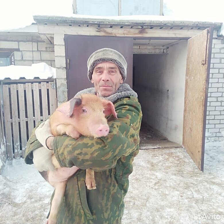 Свиньи живьем и тушами