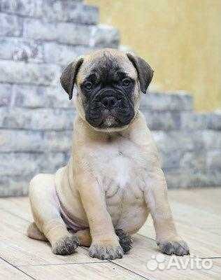 Щенки Бульмастифа