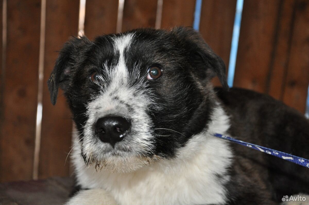 Щенки ищут дом