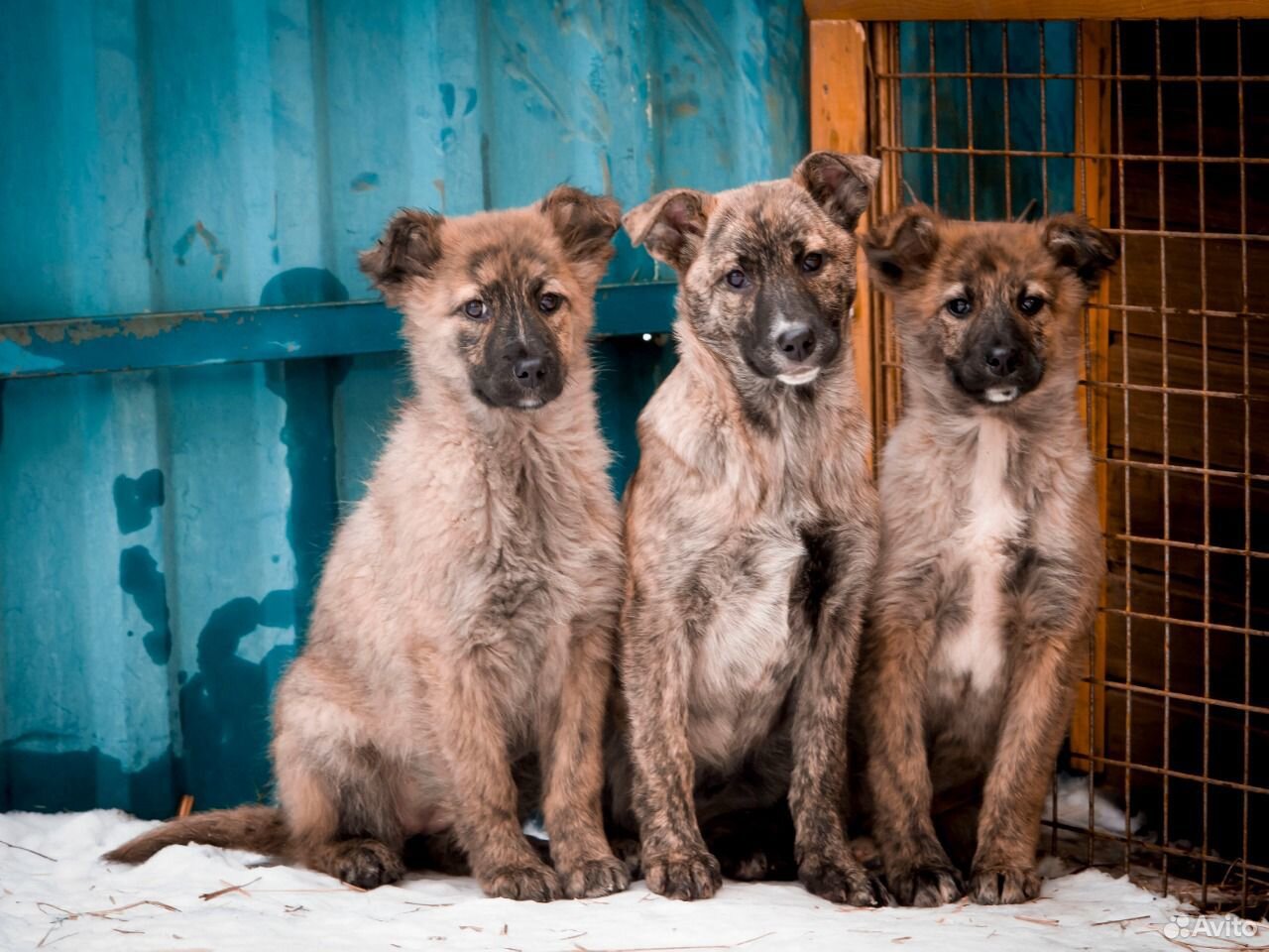 Щенки Тигрис, Тайра, Тесса
