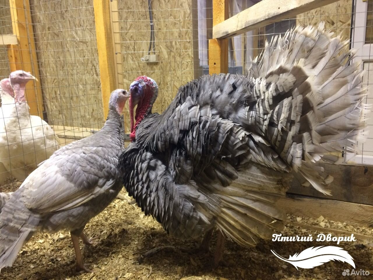 Индюки, индюшата