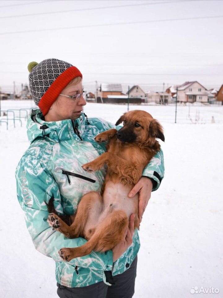 Малютка Жак, шкодный озорник, щенок 8 мес