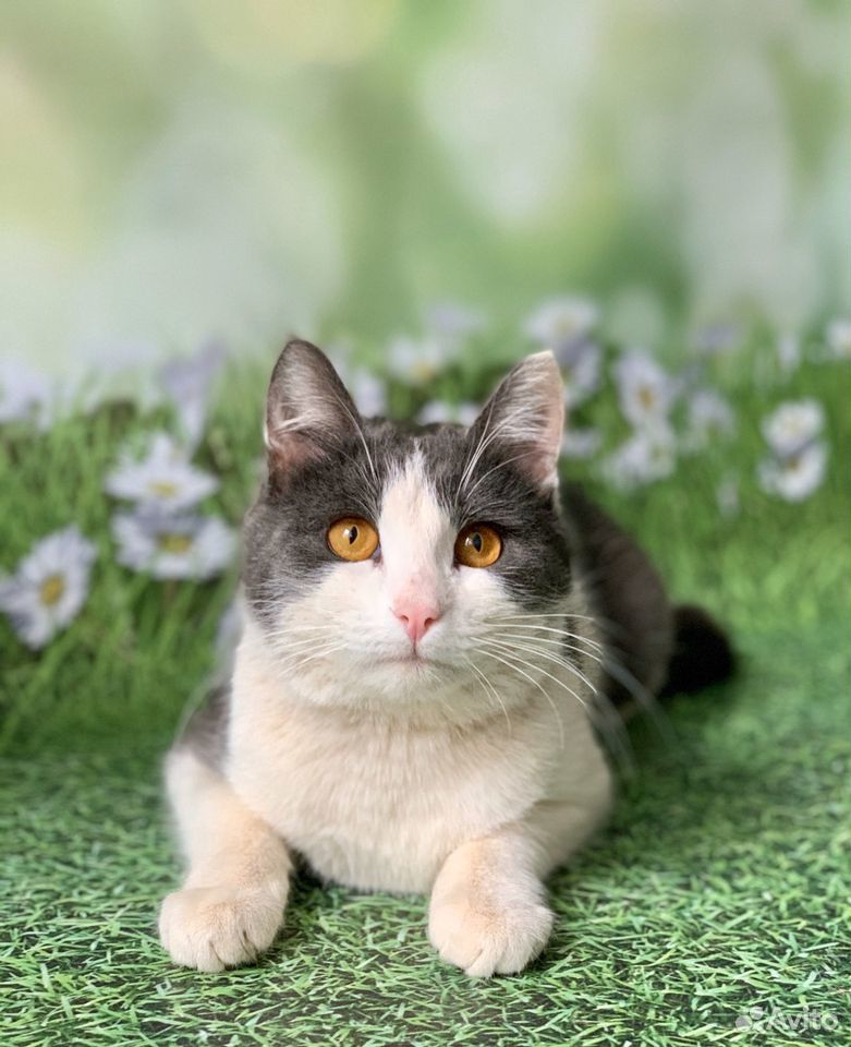 Котодети из приюта ищут своих родителей