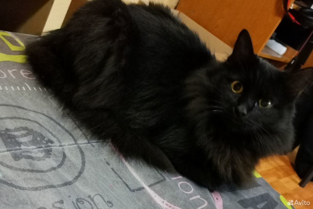 Молоденький котик Мякиш, 1,5 года