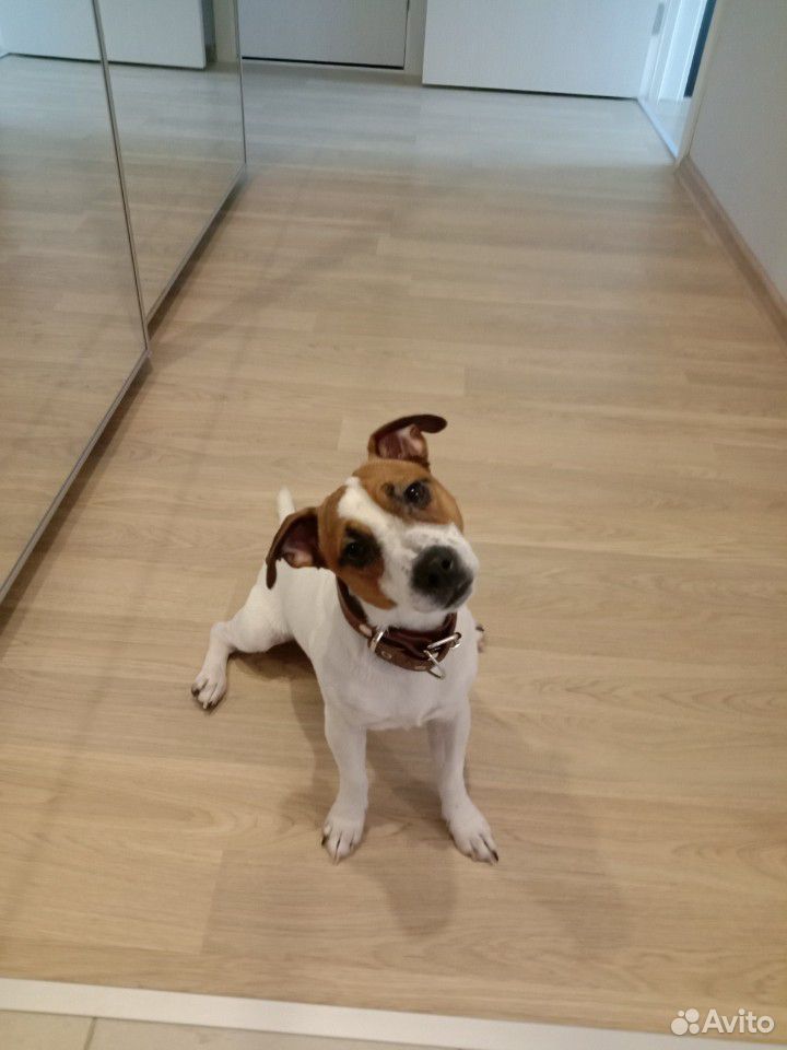 Вязка/Случка/Кобель