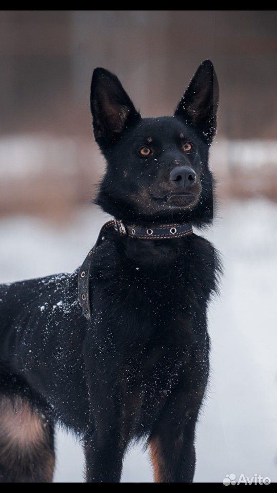 Мэрилин