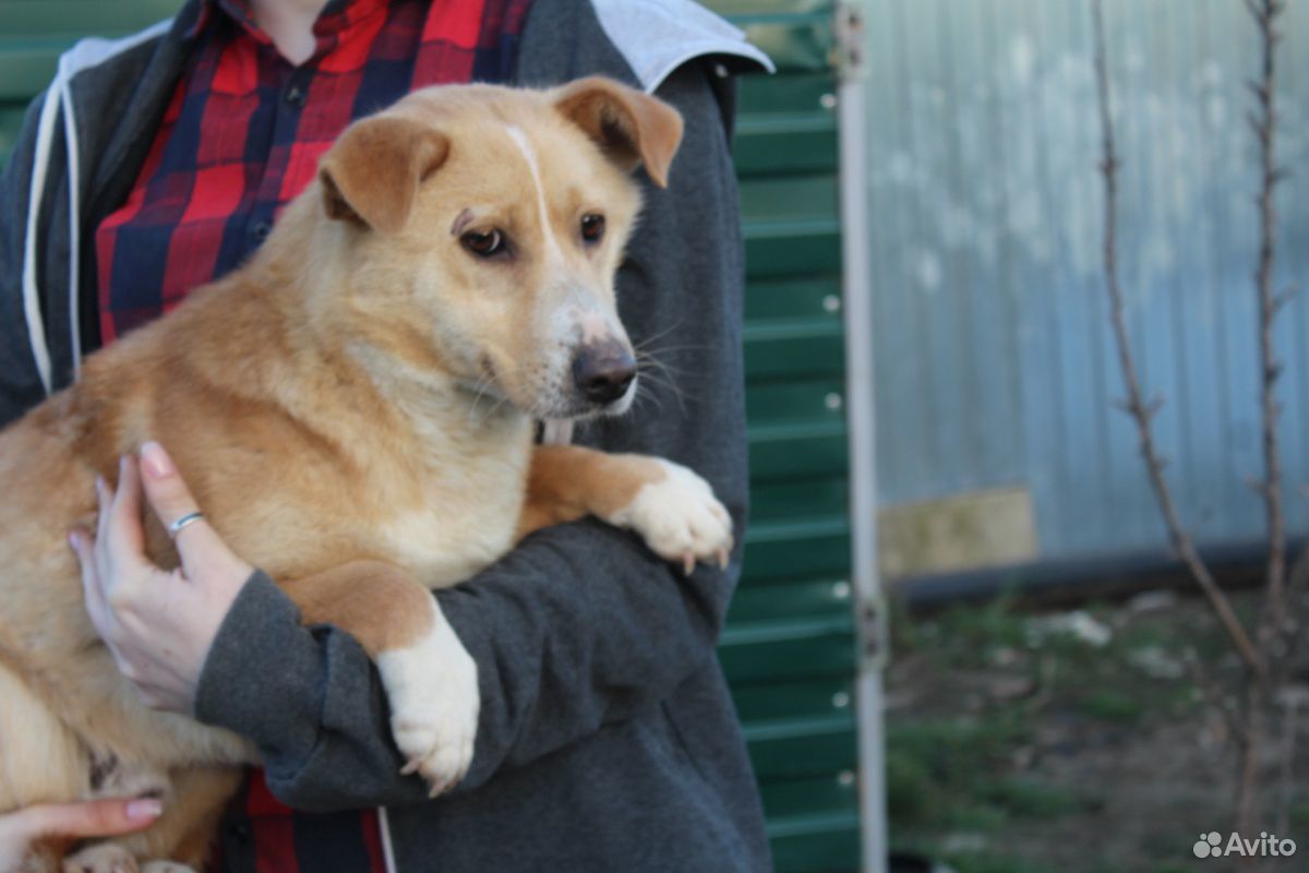 Бублик в добрые руки