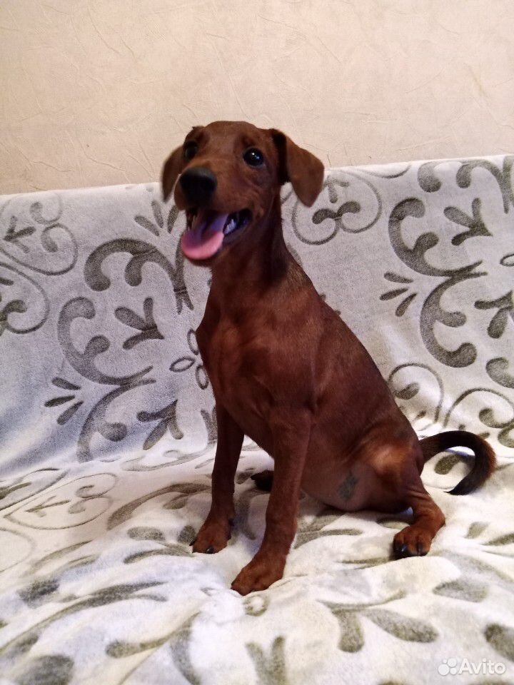 Щенок цвергпинчера с родословной