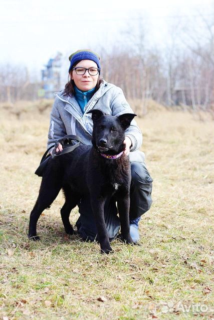 Щенок Астра в добрые руки