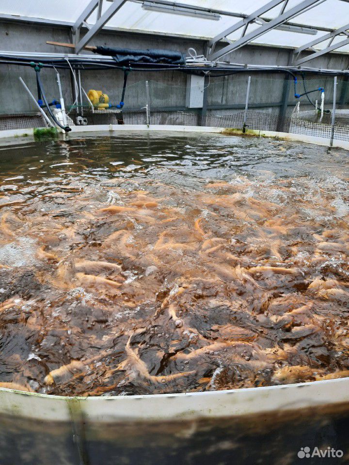 Малек янтарной форели оптом