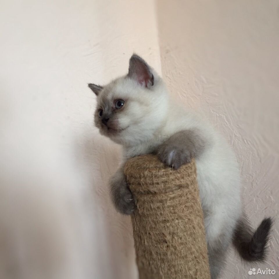 Продаются котята Шотландцы