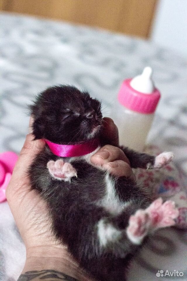 Малышка Фея