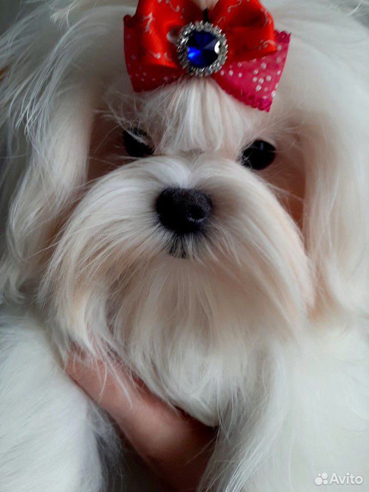 Мальчик мальтезе