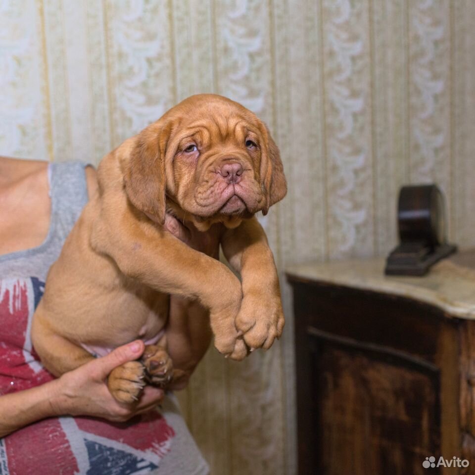 Продаются перспективные щенки французского мастифа