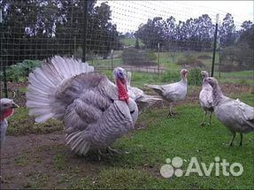 Яйца индюшиные и куриные Доминант
