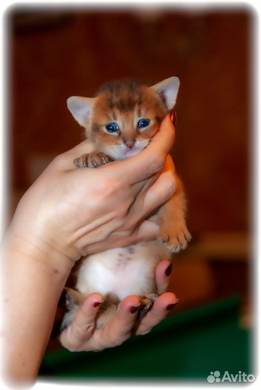 Чаузи ф1 кошечки