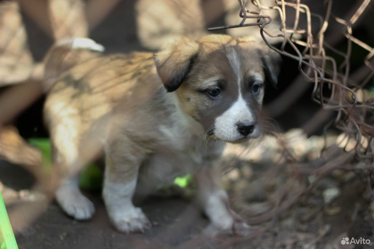 Симпатичный мальчишка в дар