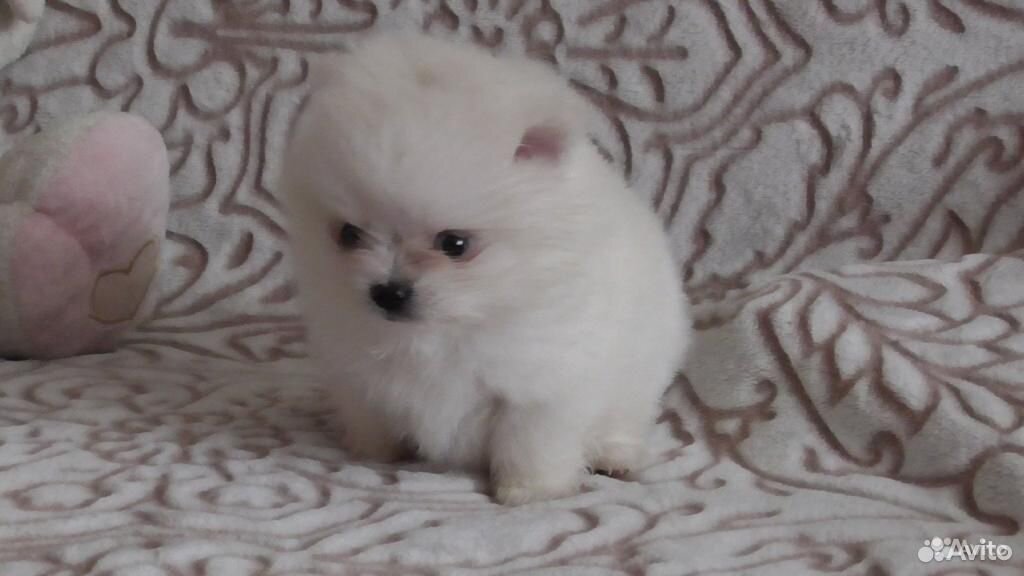 Щенки шпица