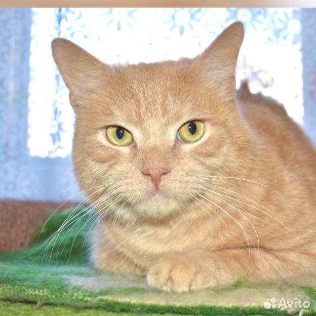 Британский кот Персей 1год кастрирован