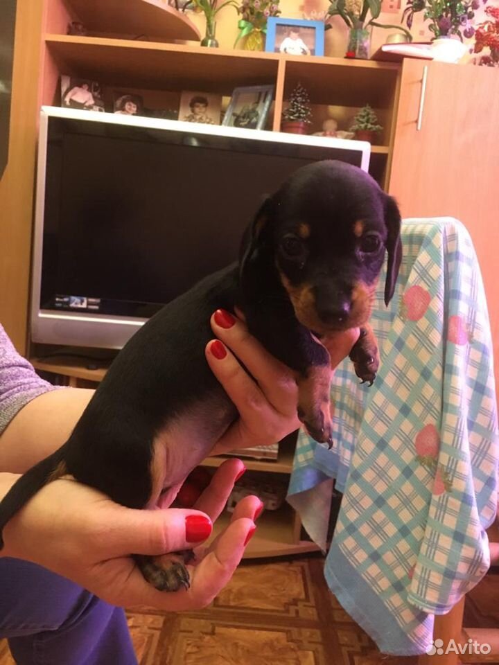 Щенок таксы