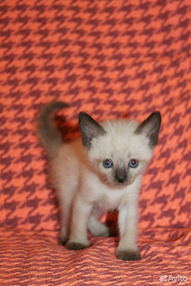 Тайские Котя