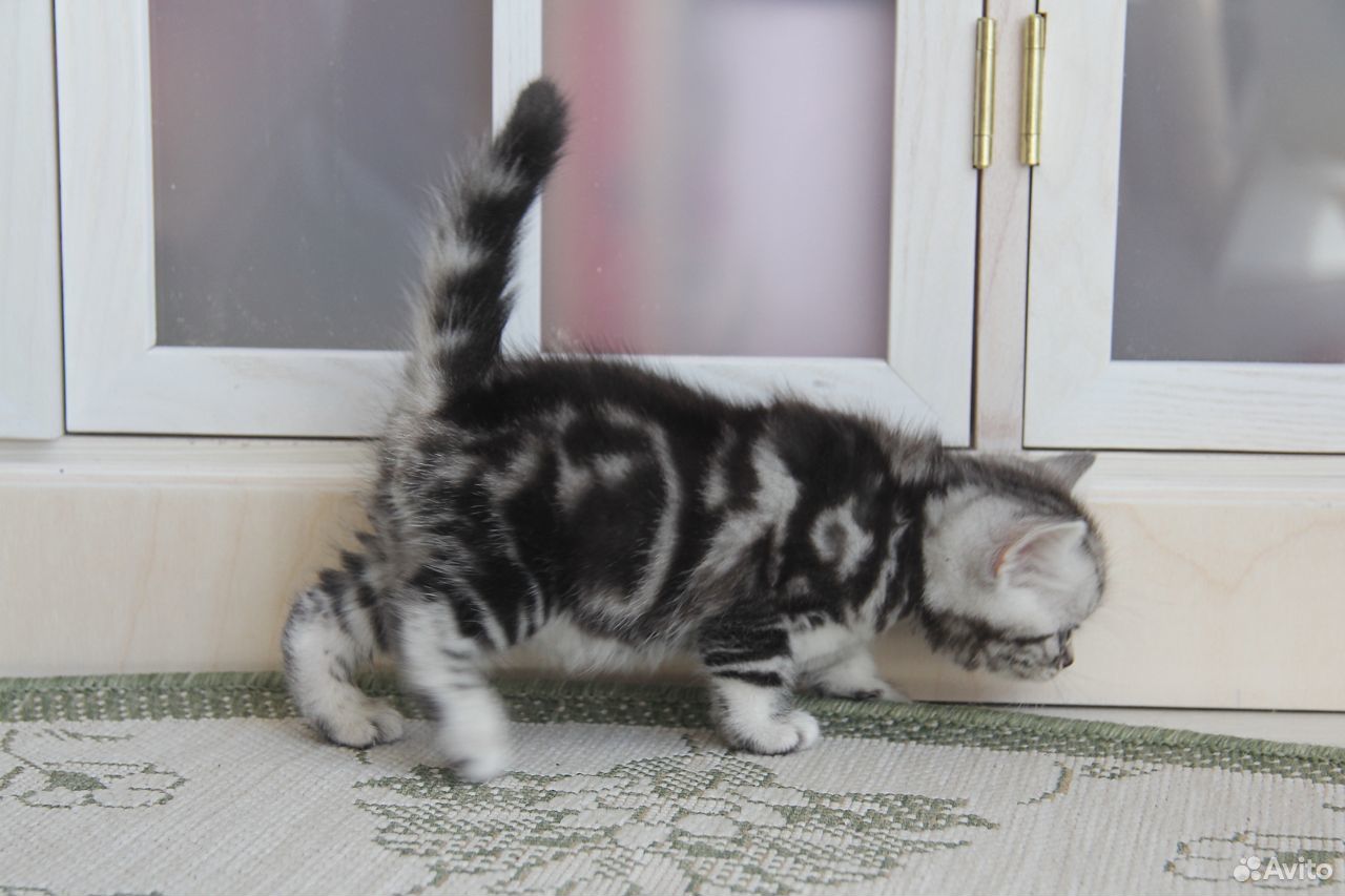 Британские котята