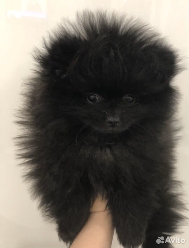 Девчушка-чернушка