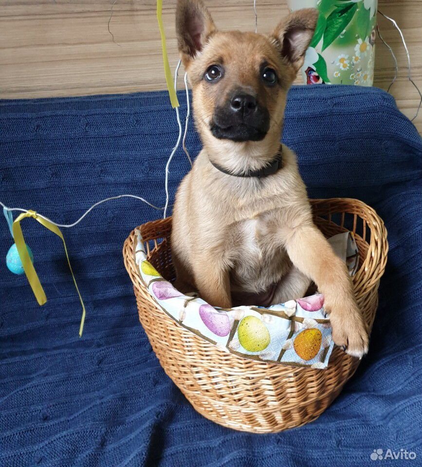 Крошка Ми ищет дом