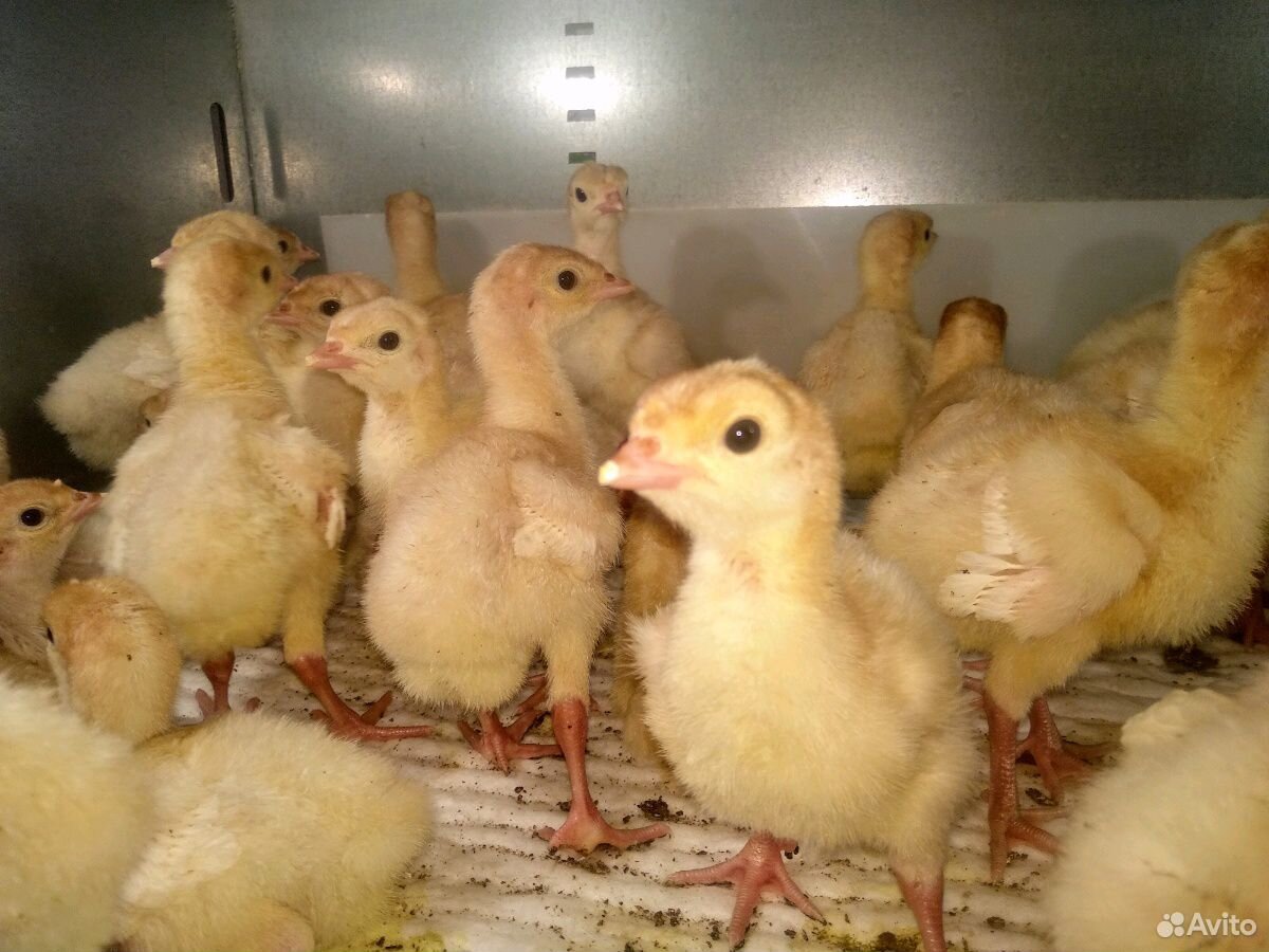 Индюшата. Конвертеры Канада. Остаток