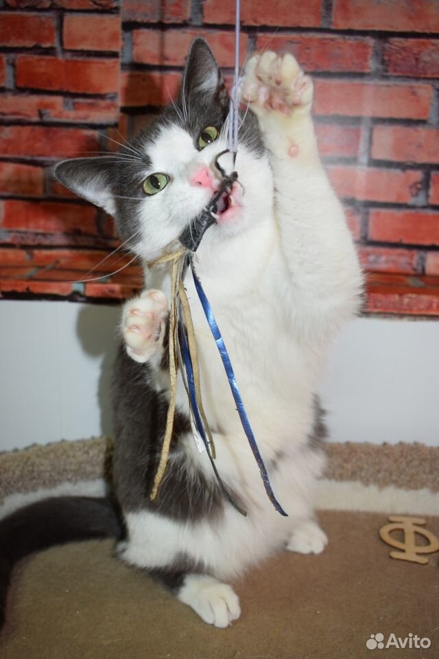 Кошечка Боня 1 год ищет дом