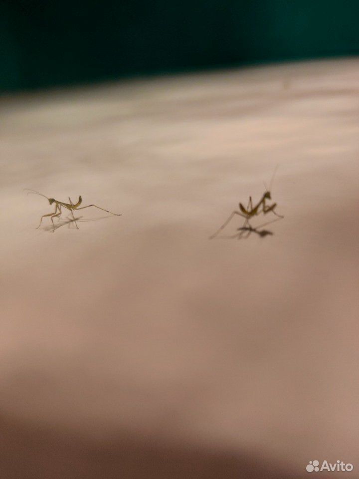 Нимфы богомола