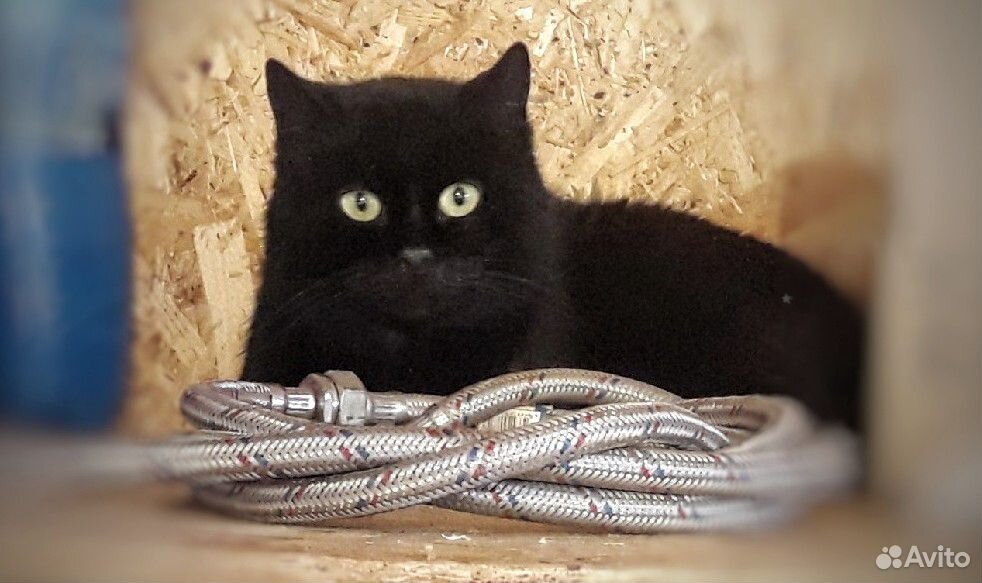 Эффектная кошечка в поисках человека