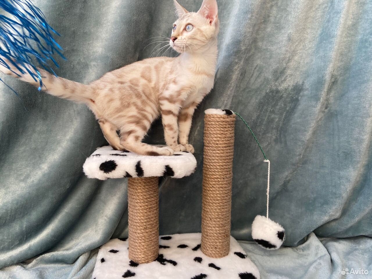 Снежная бенгальская кошка