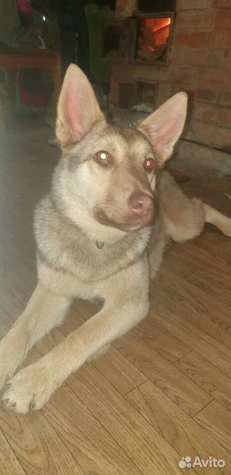 Метис Лизавета