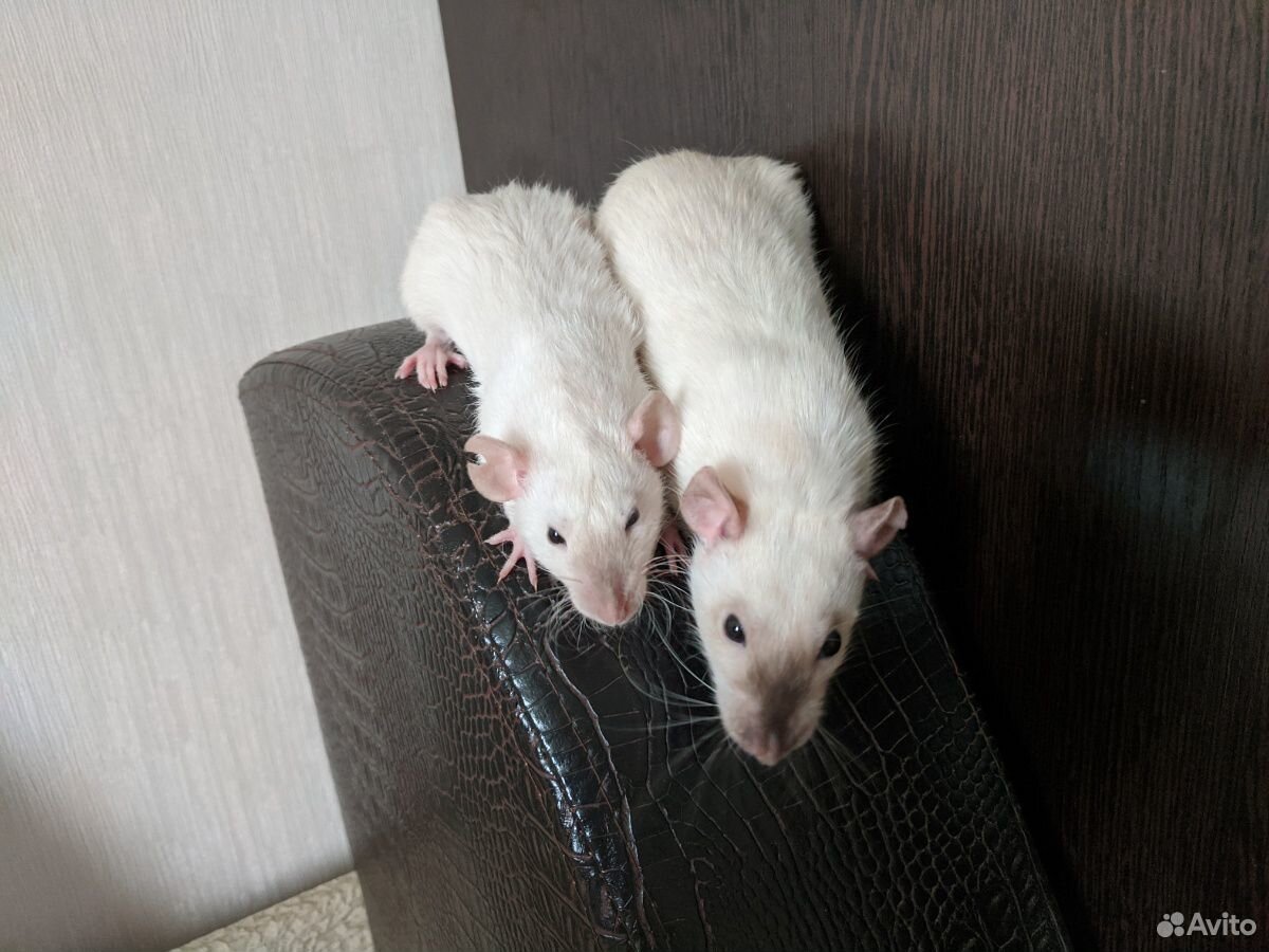 Крыски в добрые руки