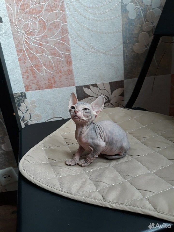 Донской сфинкс