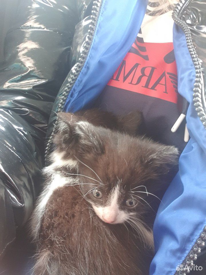 Маркиз Армани хочет к маме