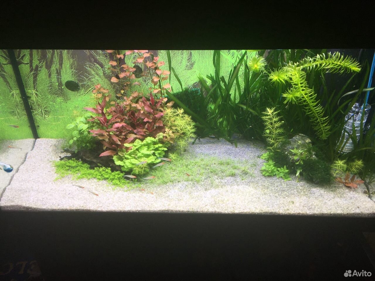 Отдам аква. прополку(Бесплатно/Обмен/Покупка)