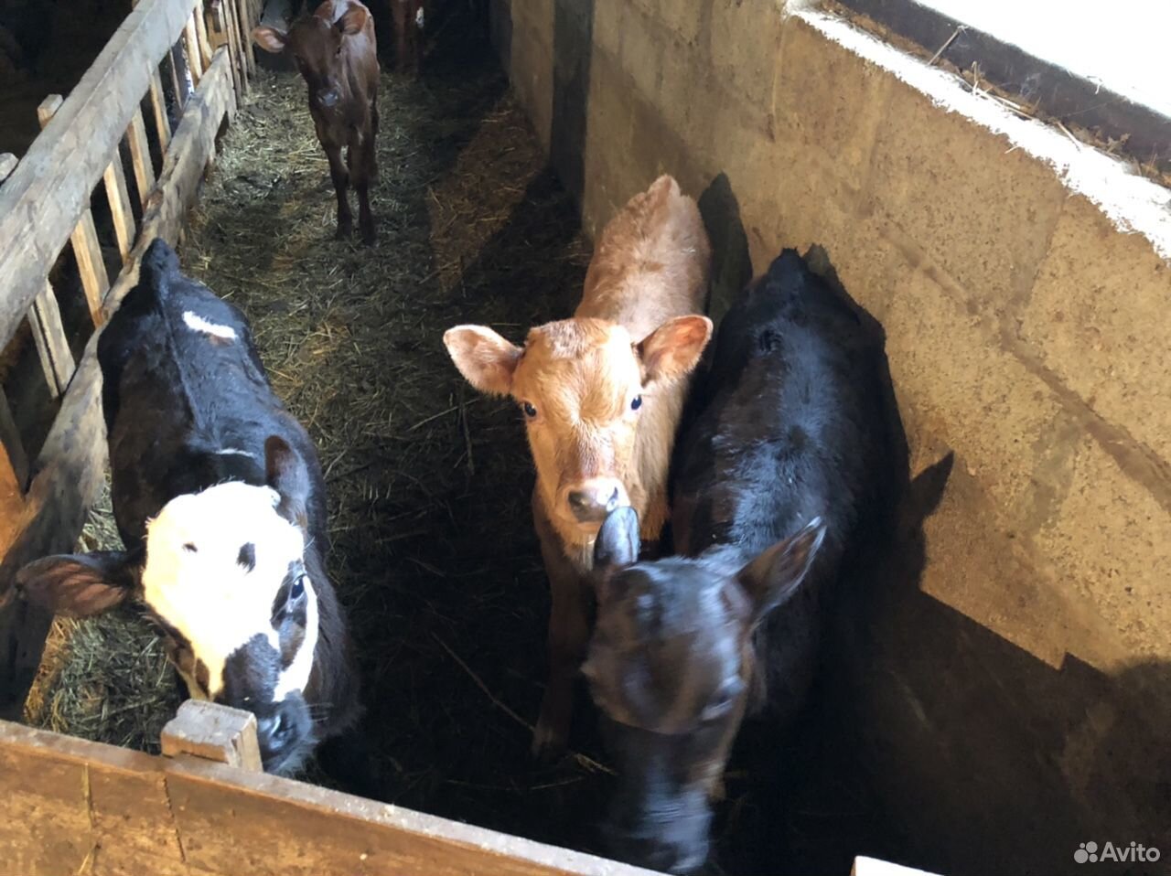 Телята и бычки