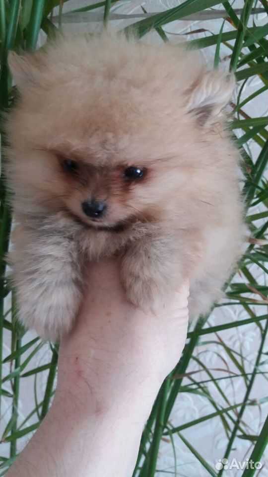 Щенки памеранского шпица, питомник